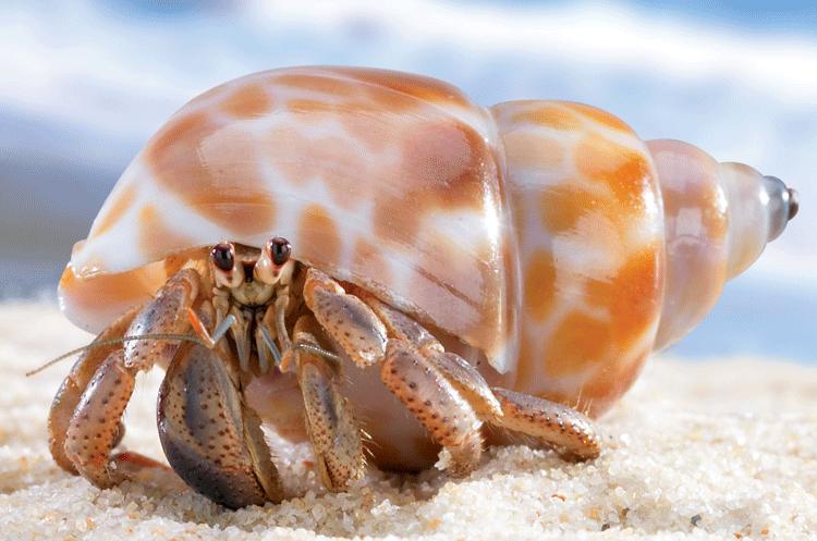 Pet Hermit Crab Names